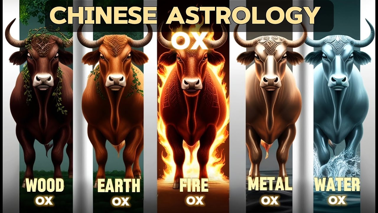 wood, fire, earth, metal, and water Ox: Chinese Astrology - YouTube