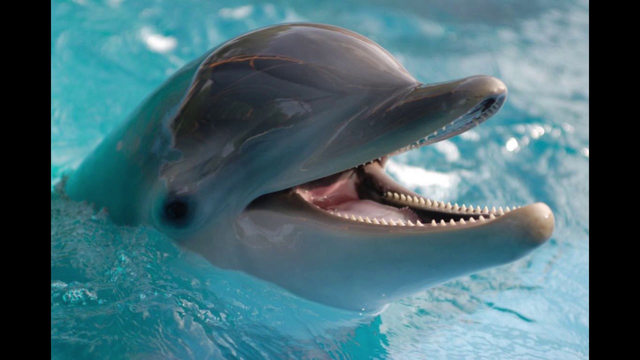 El sonido de los delfines - YouTube