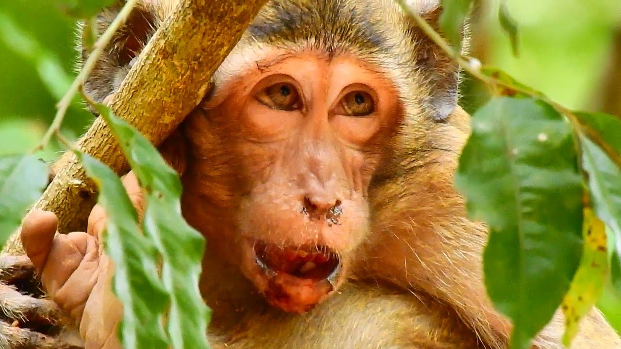 Million Sad !! Little Monkey Joch Was Road Accident By Motor, Pitiful ...