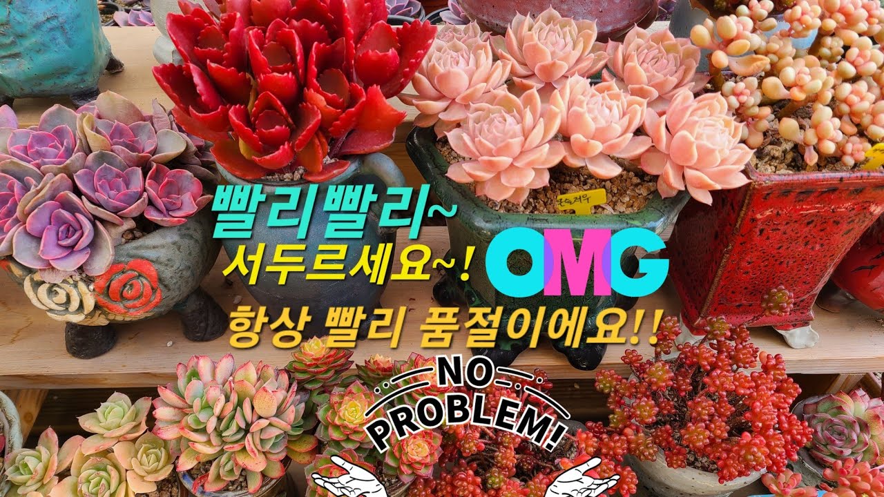 2023년 1월10일 세일 할인~국민다육 방문구매3개5000원선녀와나무꽃화분다육신상안내다육금화분택배다육택배다육이다육식물인천다육 Youtube