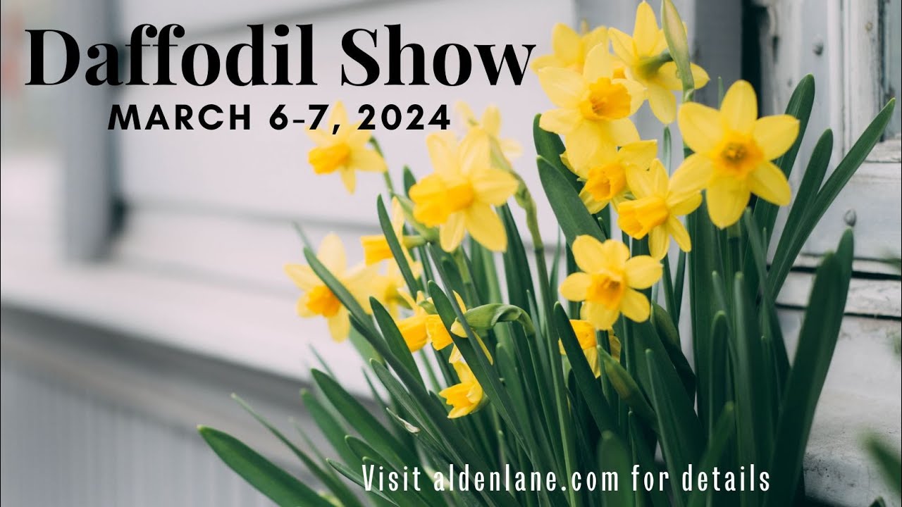 53rd Annual Daffodil Show - YouTube