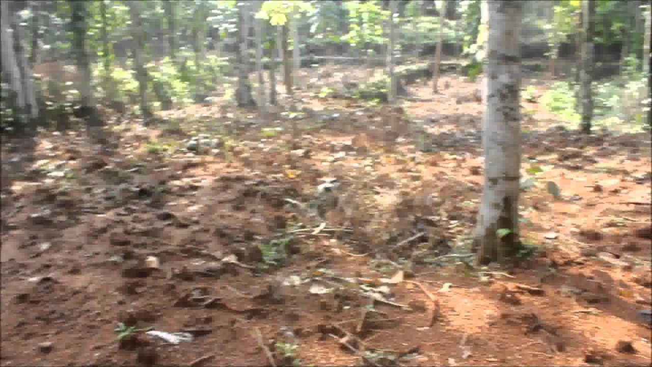A good example of Afforestation after Deforestation - YouTube