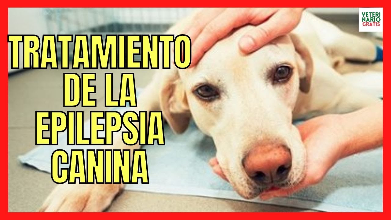 🆘 TRATAMIENTO DE LA EPILEPSIA EN PERROS 🆘 CON CONVULSIONES - YouTube