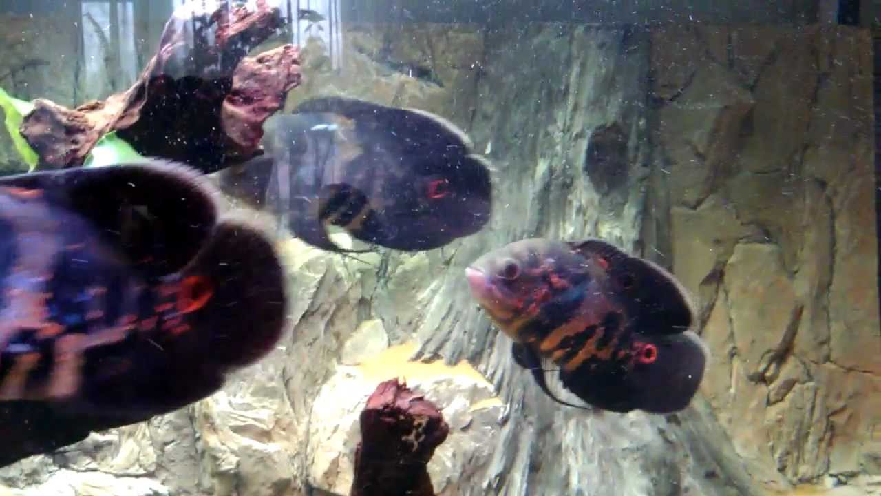 500L fish tank.3gp - YouTube