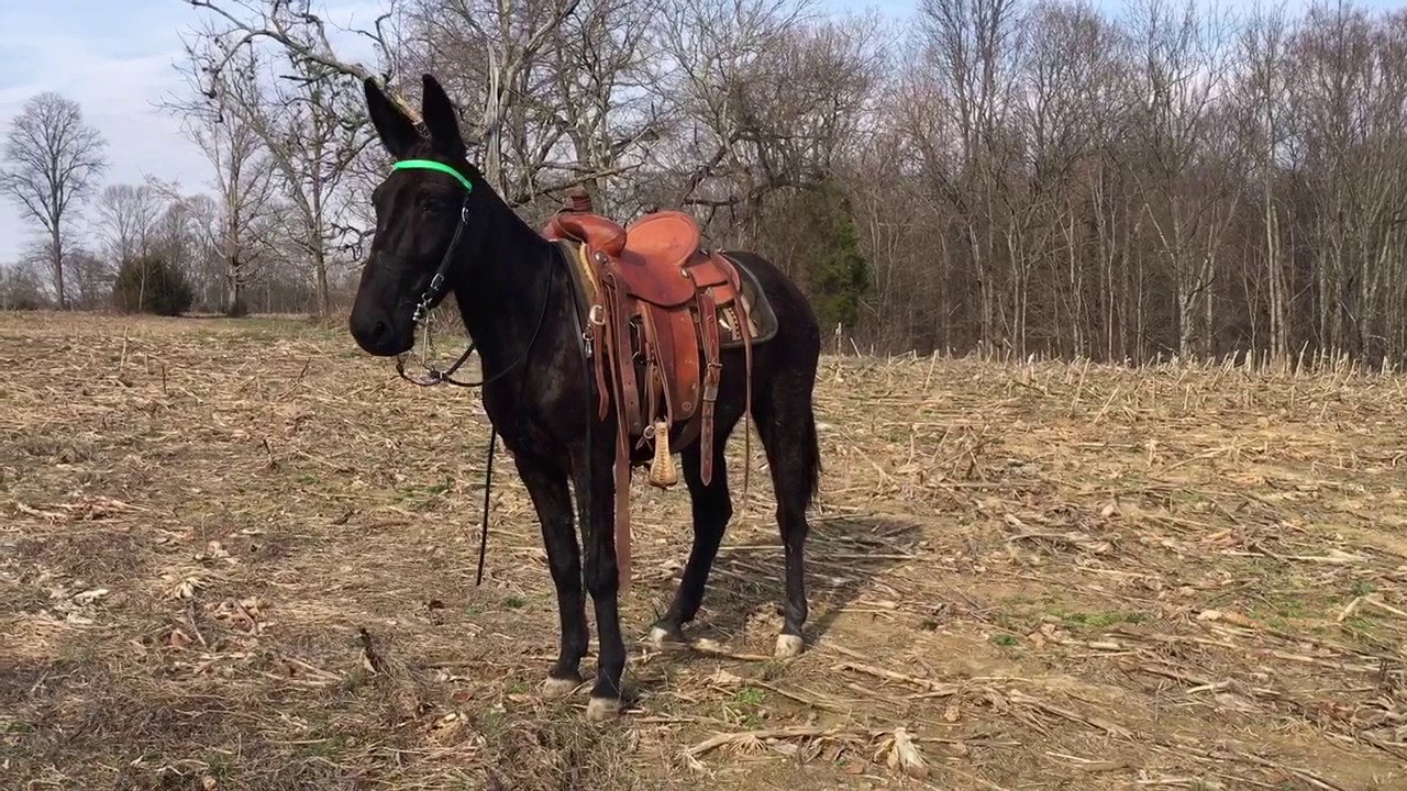 Stormy !!! Bomb proof Molly Mule for sale !!!! Check her out. ⭐️⭐️⭐️⭐️⭐️⭐️⭐️⭐️💥💥💥 - YouTube