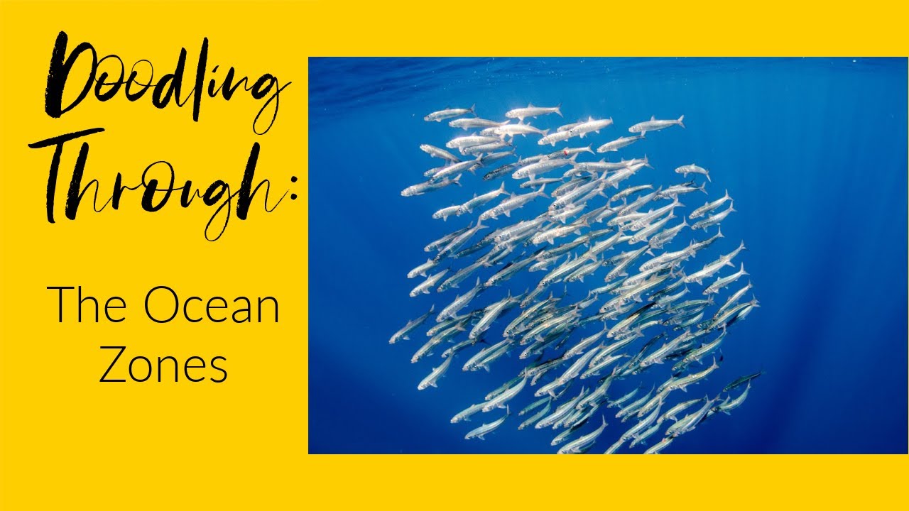 Doodling Through the Ocean Zones: CC Cycle 1 Week 19 Science ...