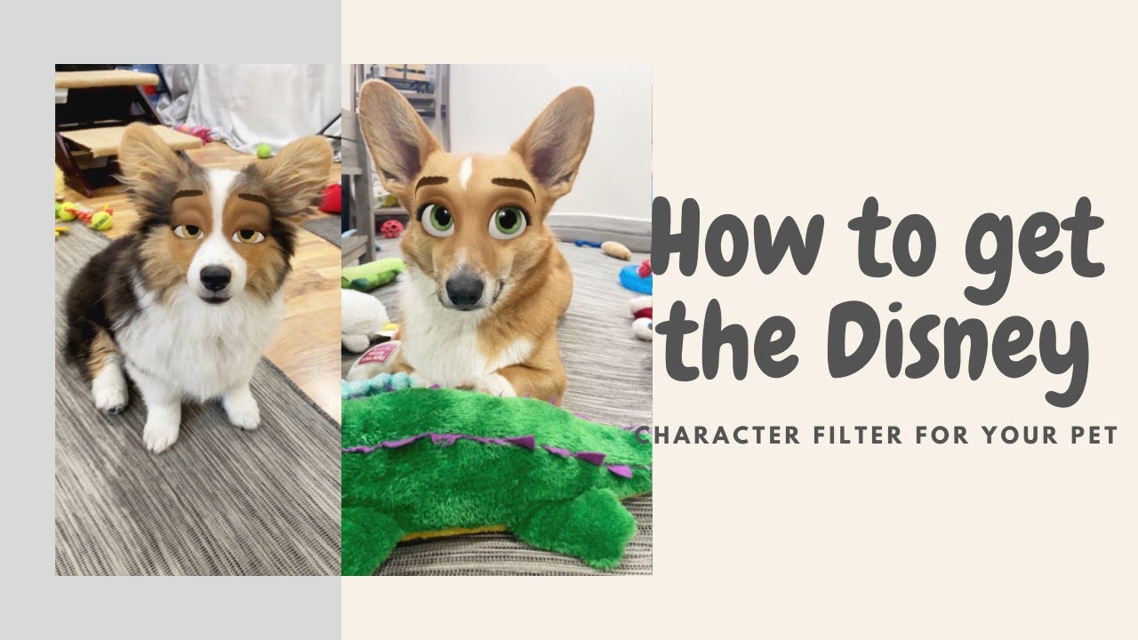 How to get the DISNEY character FILTER for your PET! [SUPER EASY] - YouTube