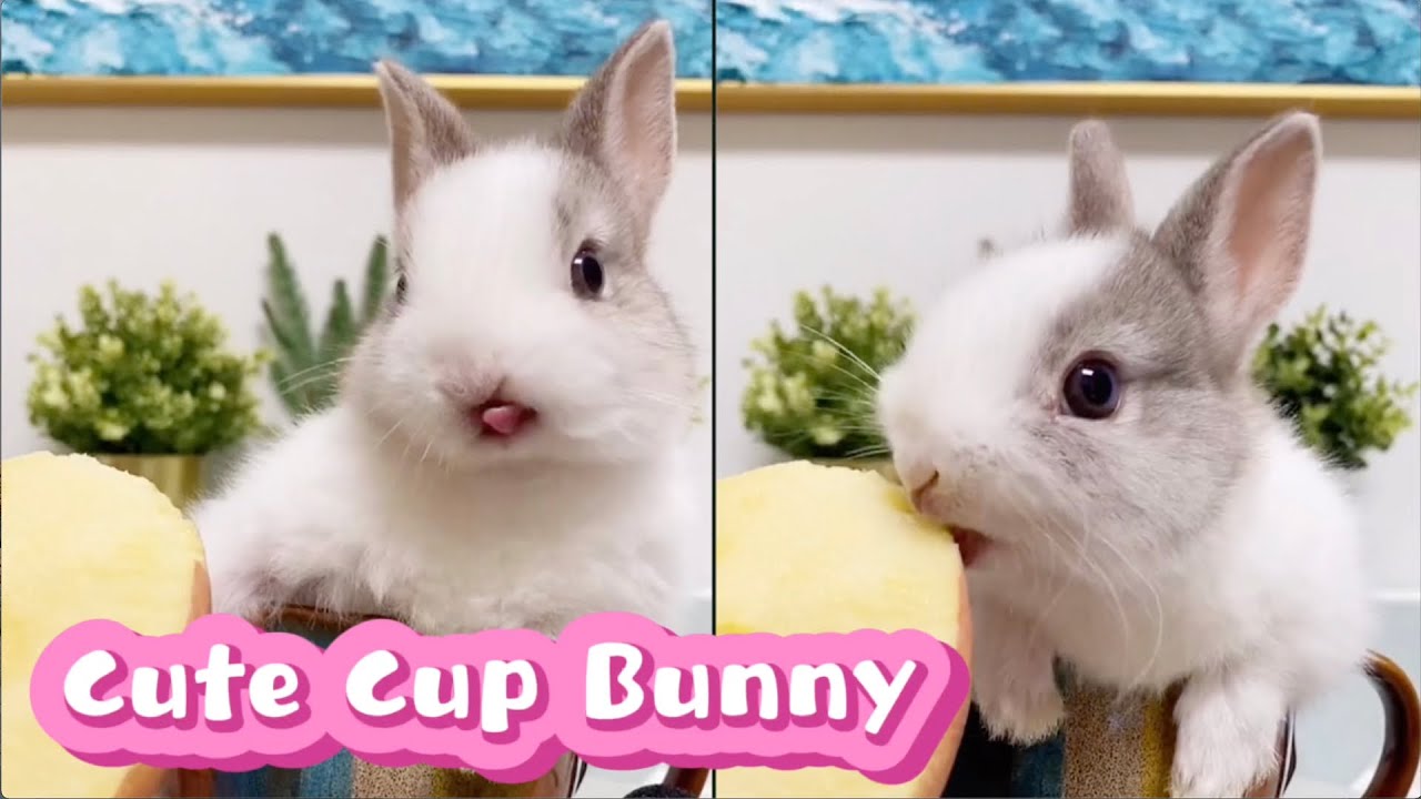 Good Appetite｜Cute Cup Bunny eats Carrot and Apple ️ Eating Show - YouTube