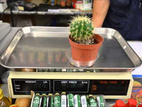 Outtakes from "Hydroponic Cactus" by The Consensus Bureau - YouTube