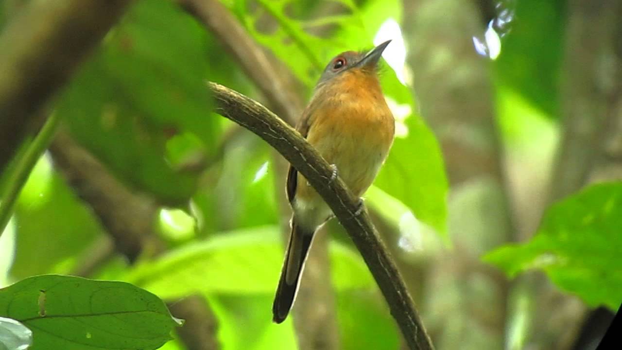 Grey-cheeked Nunlet - Nonnula frontalis - Darien, Panama - YouTube