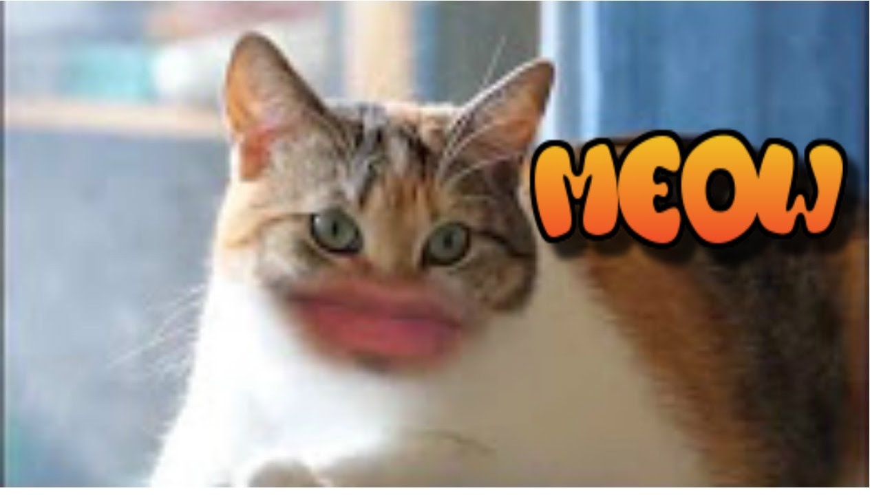 MEOW by markiplier - YouTube