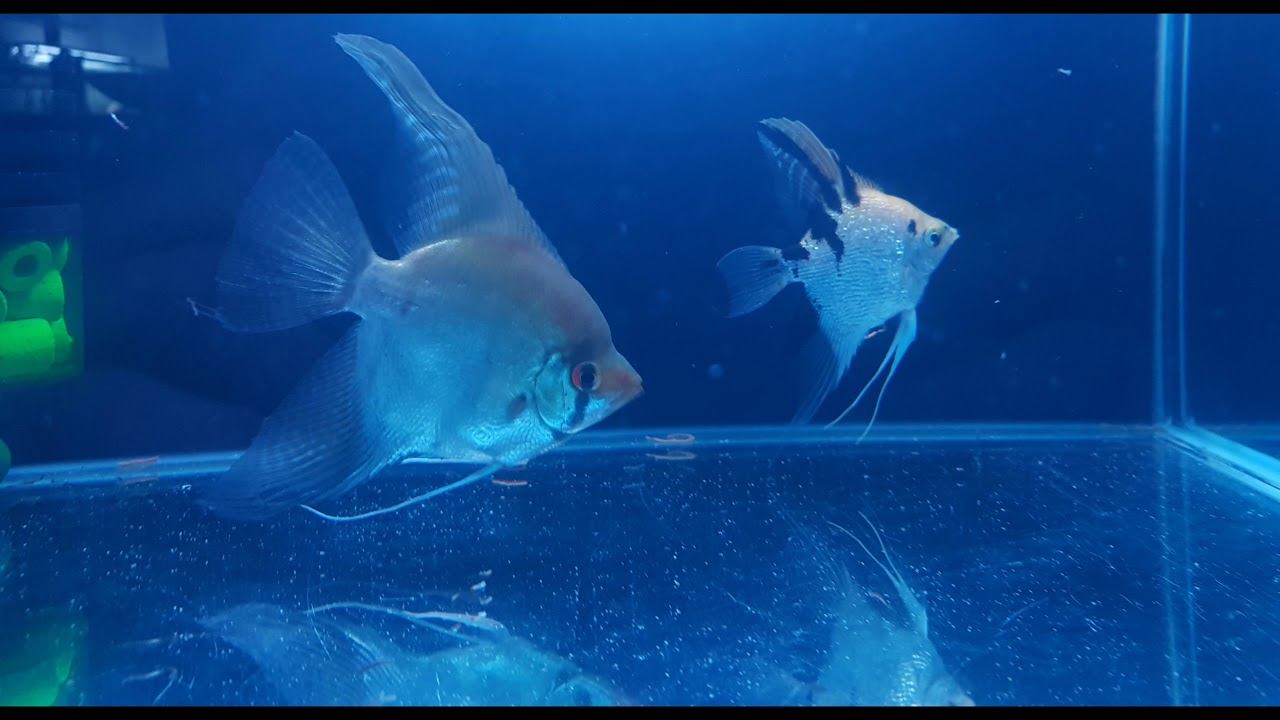 Astro Fish's Intro - YouTube