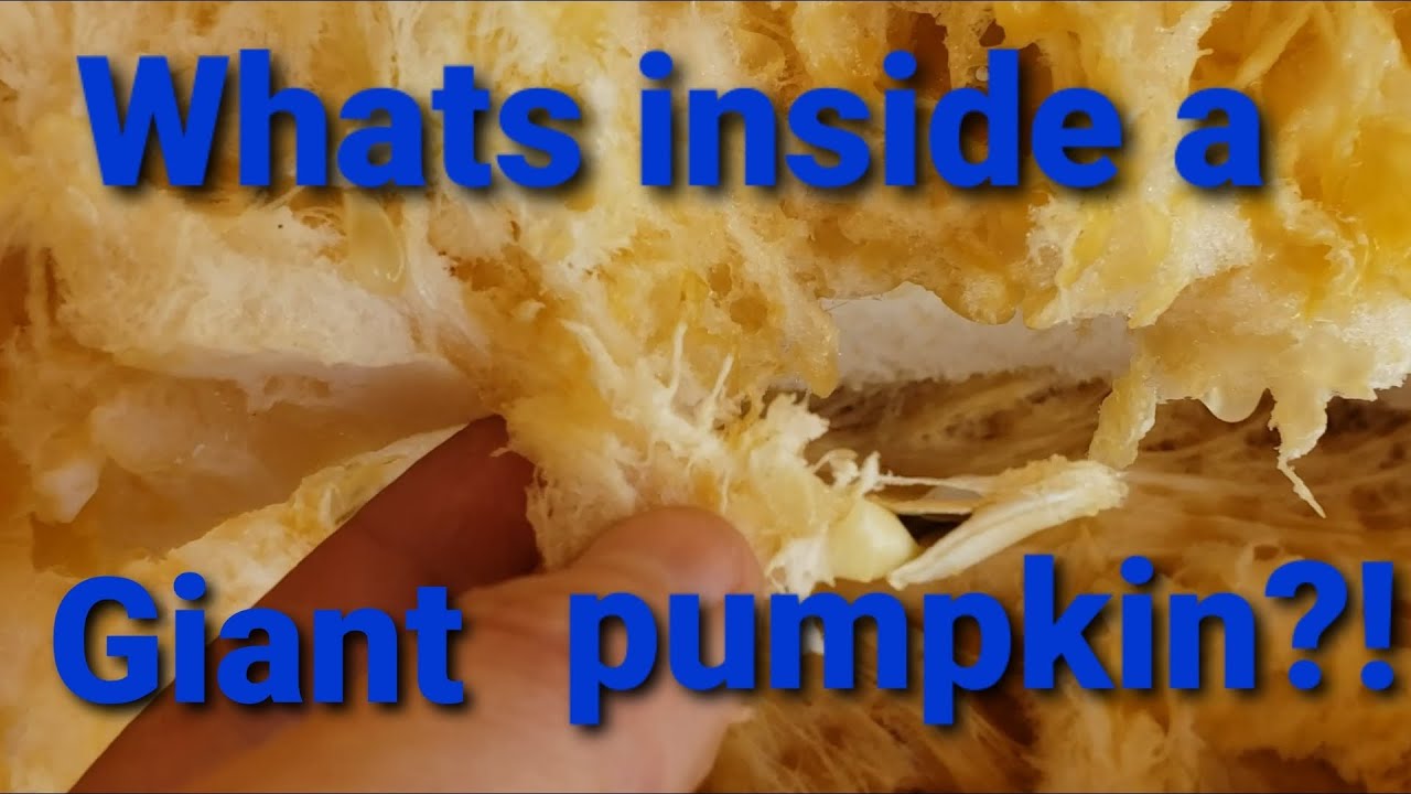 What's inside a giant pumpkin?! - YouTube