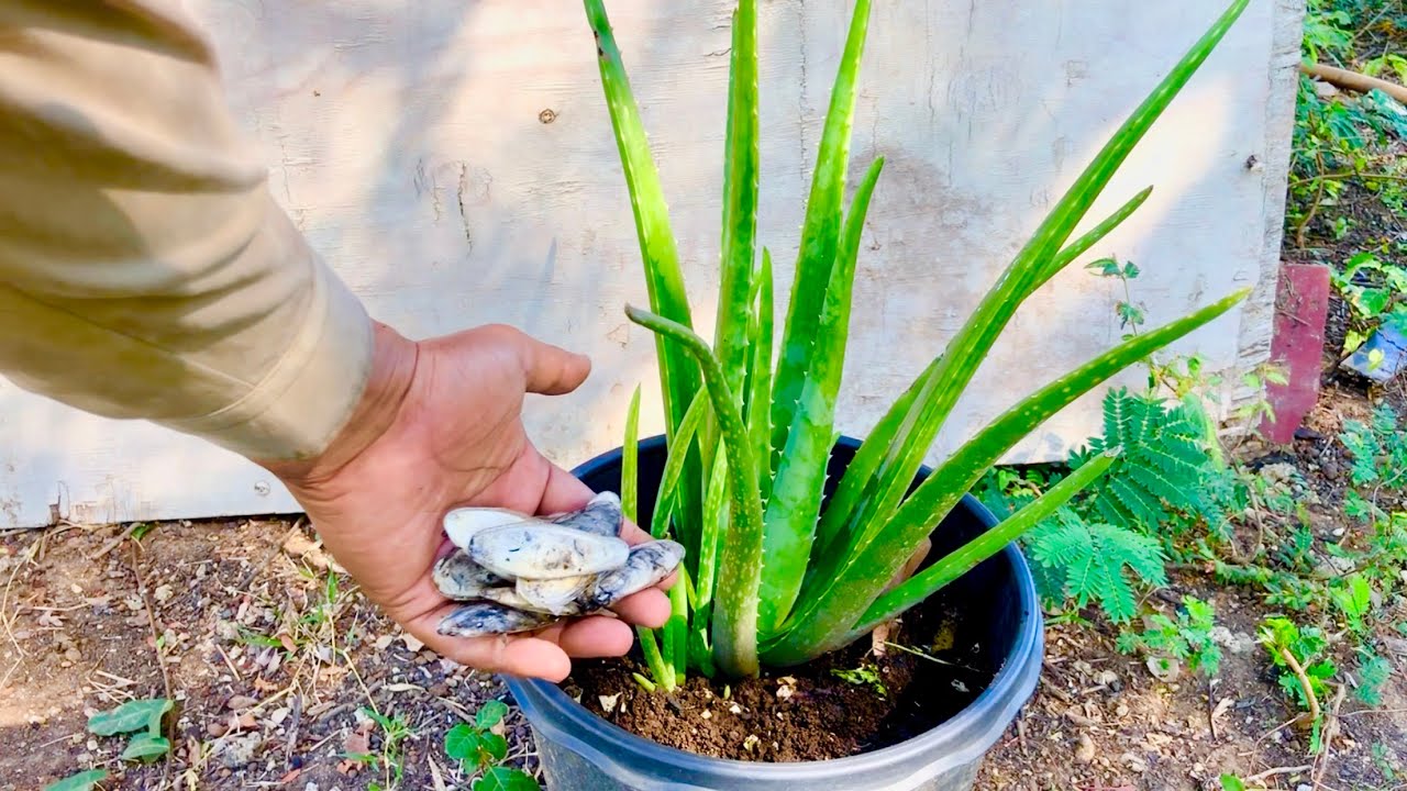 Give Some Shell Octopus On Aloe Vera Plants || Some Fertilizers ...