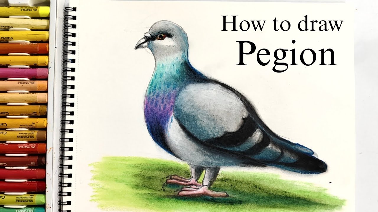 How to draw a Pegion| oil pastels drawing| drawing for beginners - YouTube