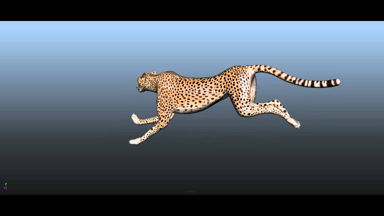 cheetah run cycle - YouTube