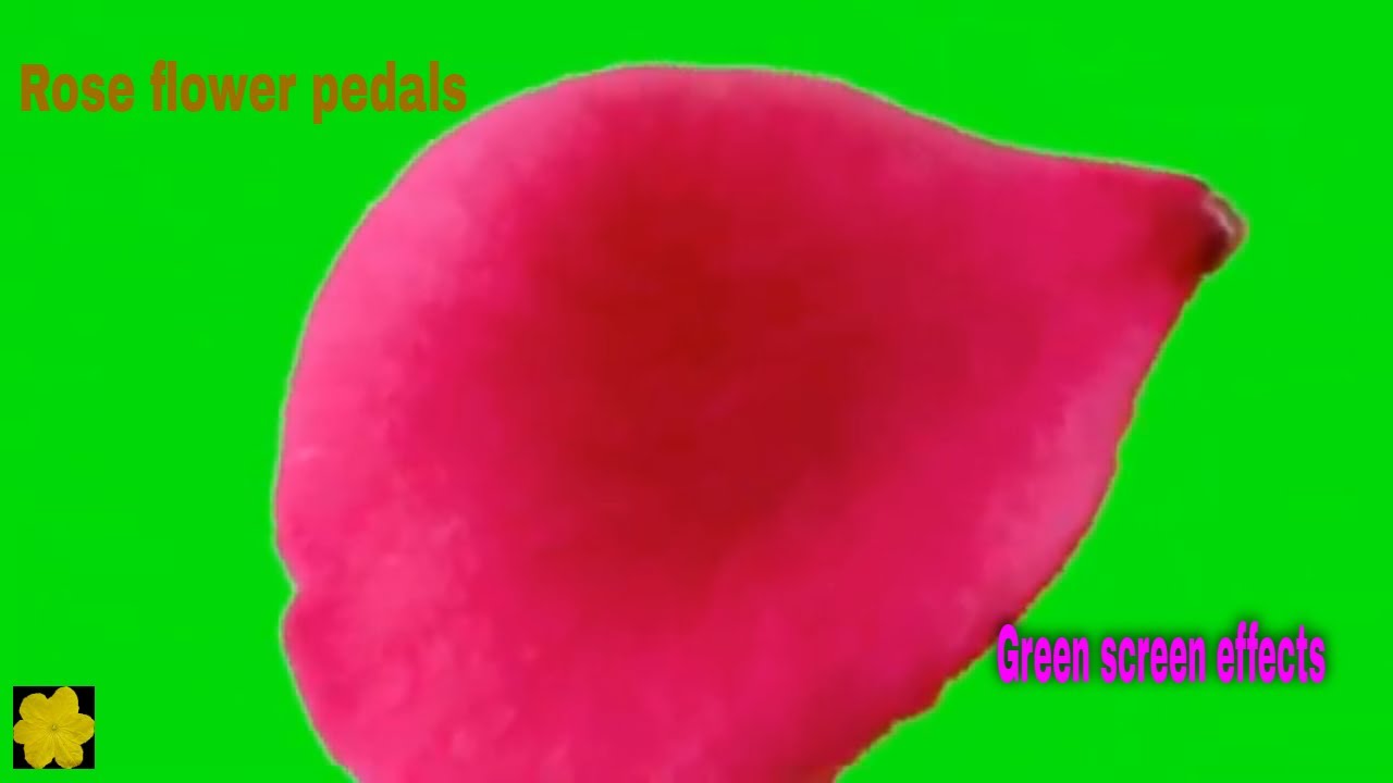 Rose flower petals green screen effects| - YouTube