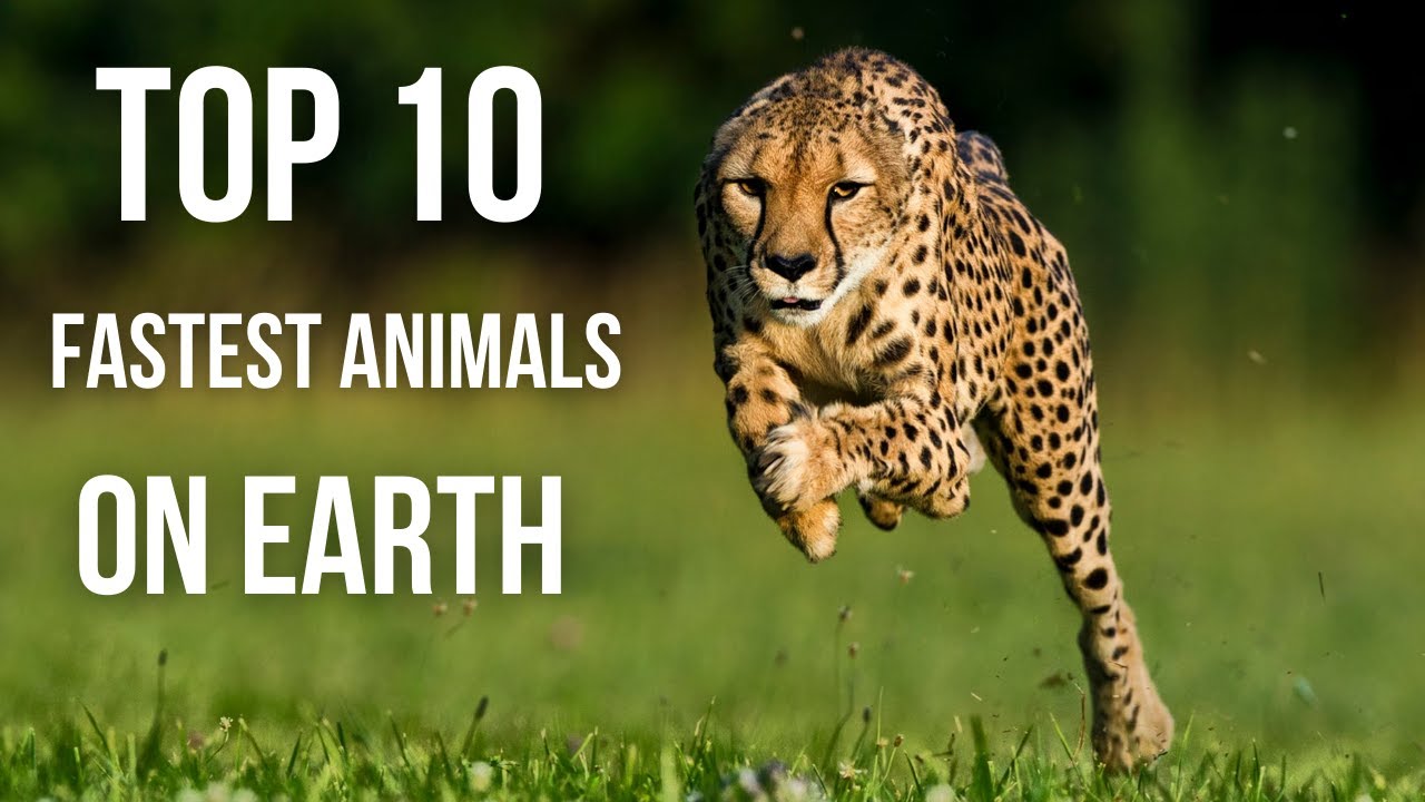 WORLD'S FASTEST CREATURES REVEALED! - YouTube