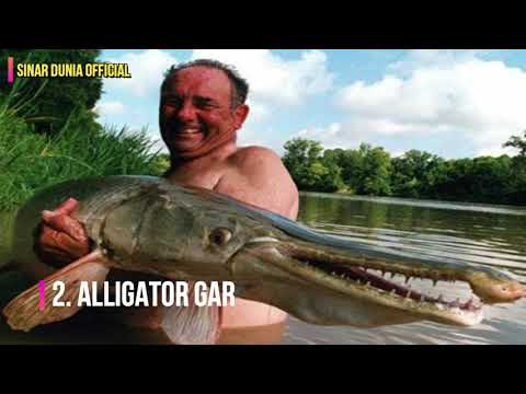 5 IKAN PURBA YANG MASIH HIDUP DI ZAMAN INI