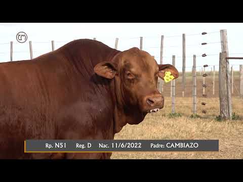 La Morocha, Machagai 2024, RP N51 - YouTube