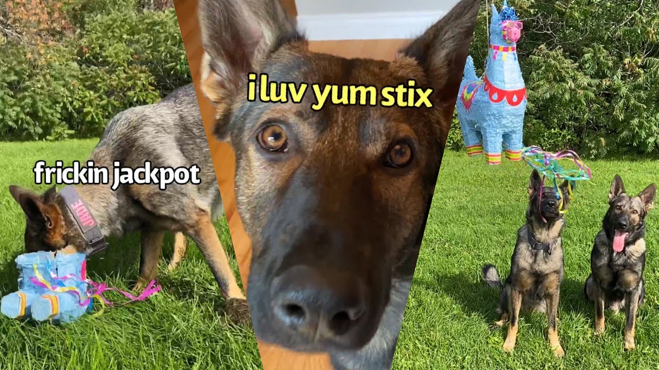 Dogs Go Nuts On Piñata - YouTube