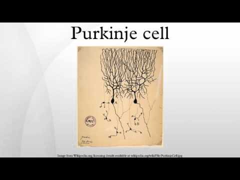 Purkinje cell - YouTube
