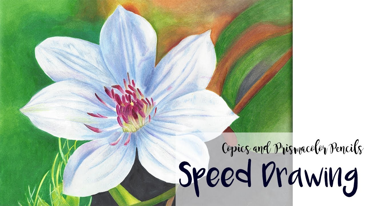 Clematis Flower Speed Drawing Drawing Tutorial Time Lapse - YouTube