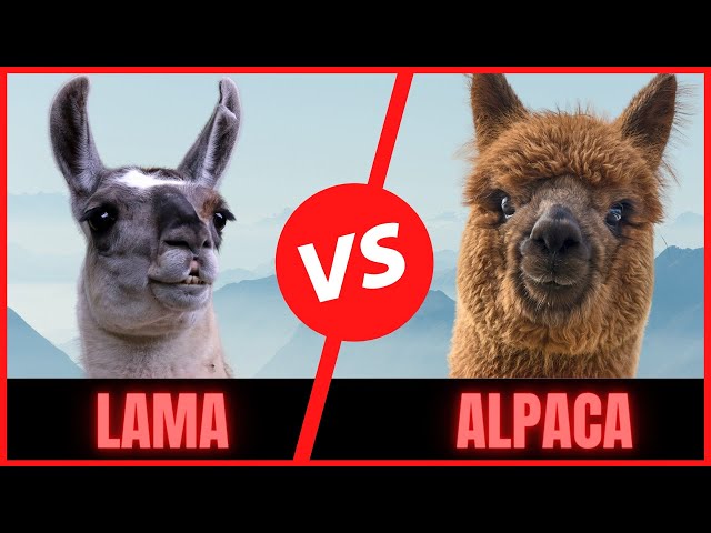 Differenza Tra Un Lama E Un Alpaca