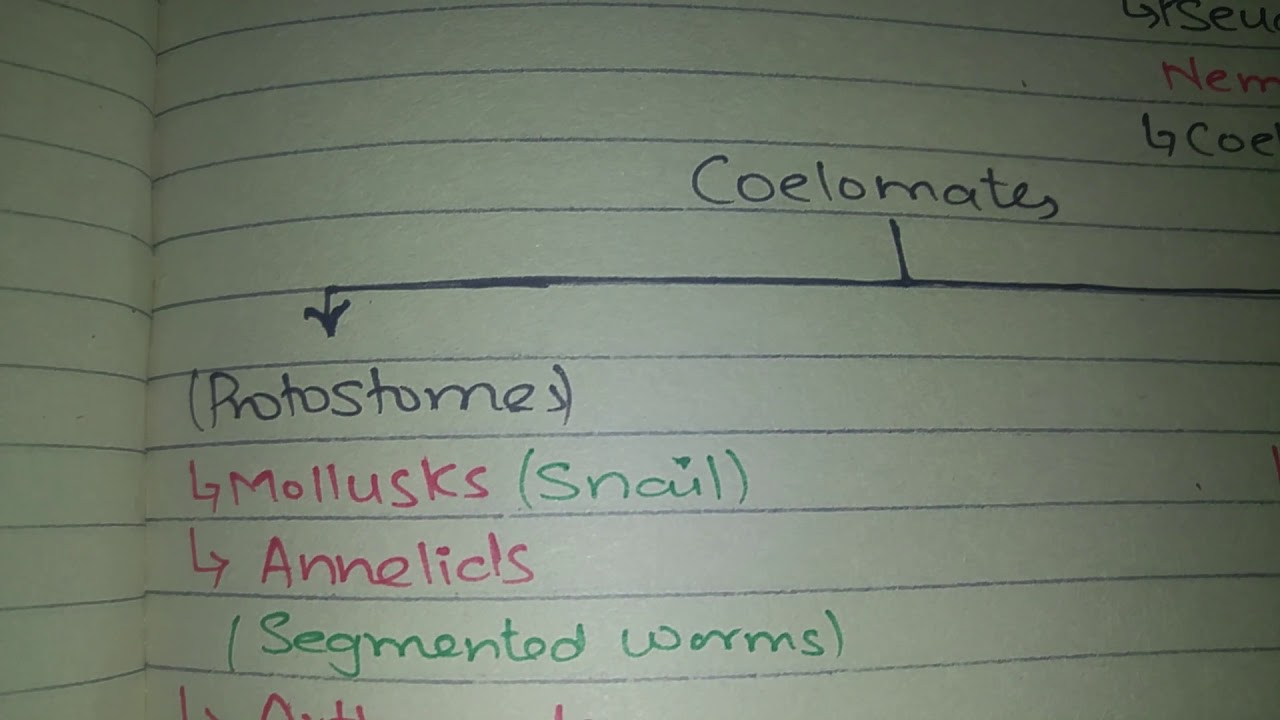 Flow chart of kingdom animalia - YouTube
