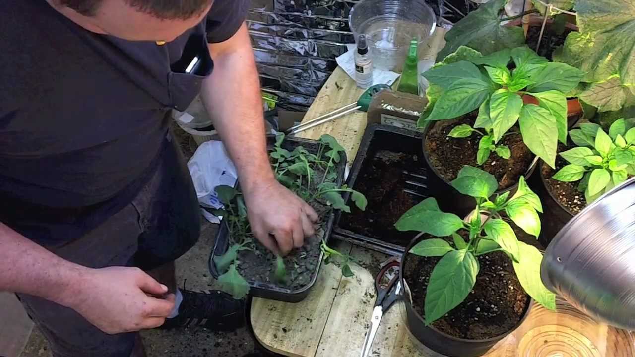 Radish update uproot and transplant - YouTube