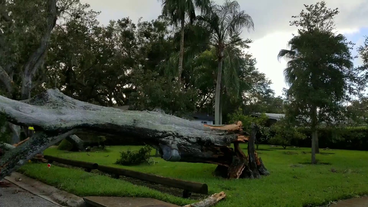 HURRICANE IRMA TAKES DOWN 100+ YEAR OLD OAK TREES LIKE BENDING TWIGS ...