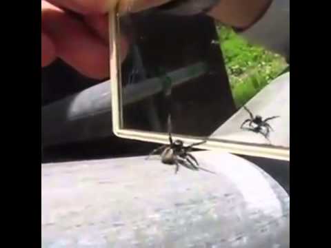 Spiders Hits The Quan - Vine - YouTube