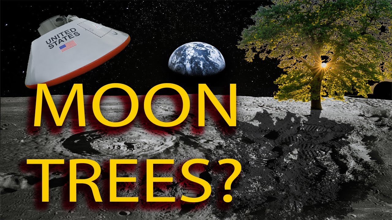 Moon Trees | Apollo Capsule - YouTube