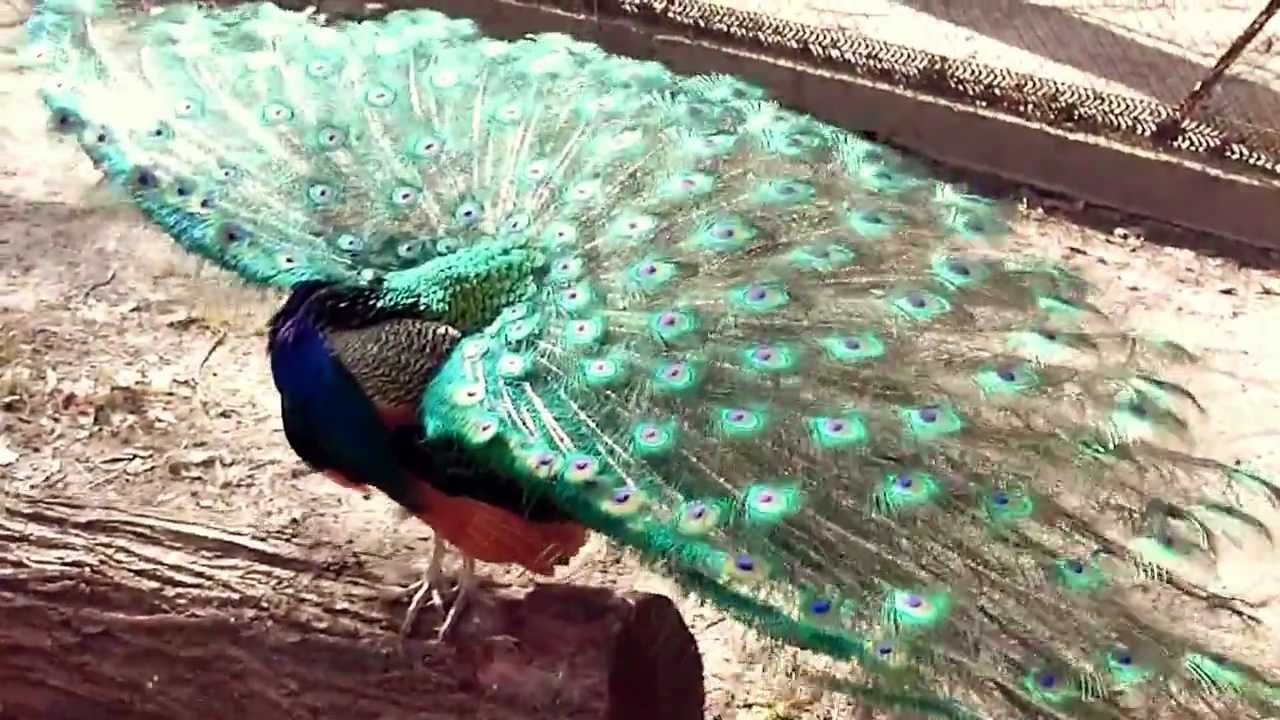 PAW INDYJSKI - Индийский павлин - Zoo - Lodz in Poland - YouTube