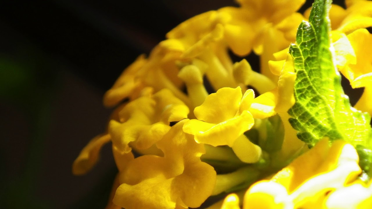 Lantana flower - YouTube