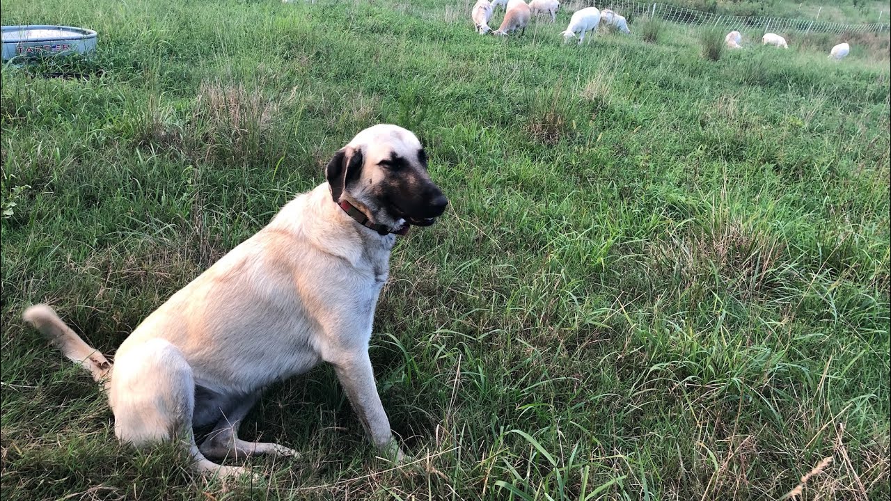 Our guard dogs keep getting out— putting up another line on our ...