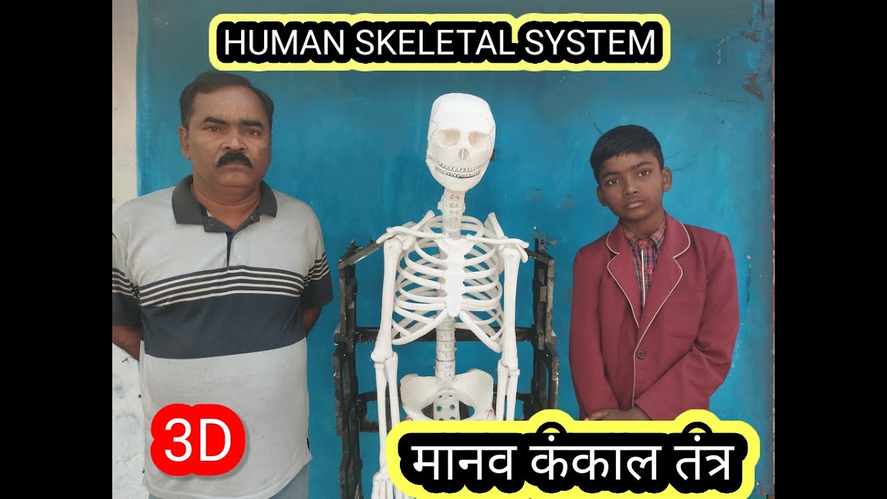 Human skeleton.मानव कंकाल तंत्र। How to make Human skeletalsystem with ...