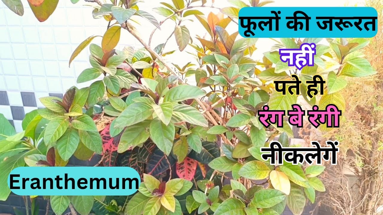 How To Take Care Of Eranthemum Plant|| How To Grow/Watering/Soil ...