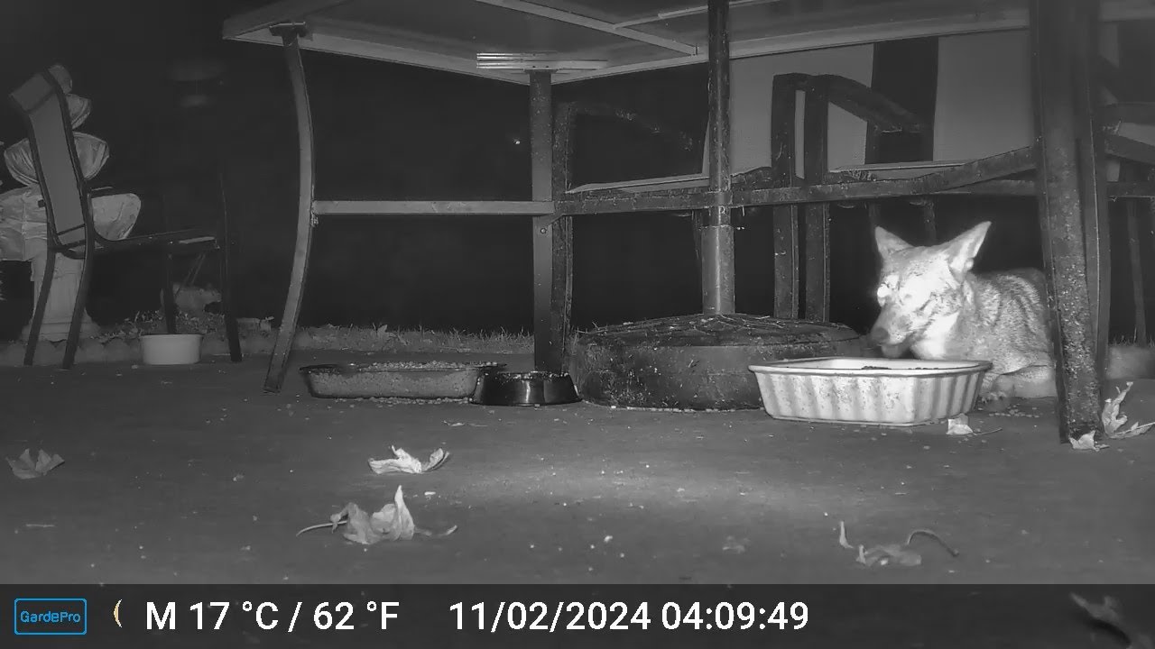 Patio 11/01/2024 - YouTube