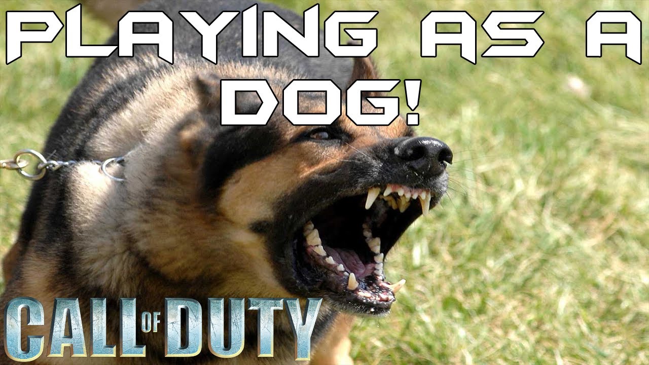 Playing as a dog! (Call of Duty 4 - Kill the king Mod) - YouTube