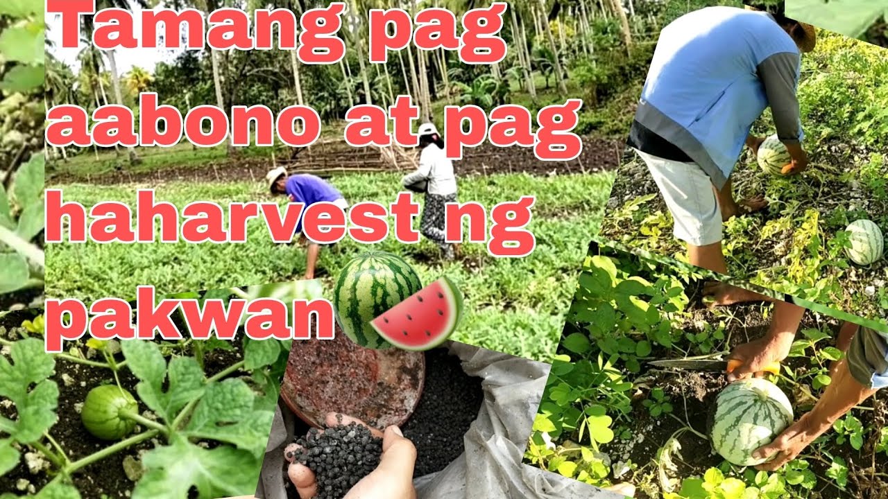 Pag aabono at pag aani ng pakwan. |Buhayprobinsya - YouTube