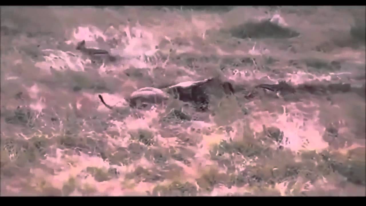 Leones contra Hienas Peleas reales de Leones contra Hienas YouTube ...