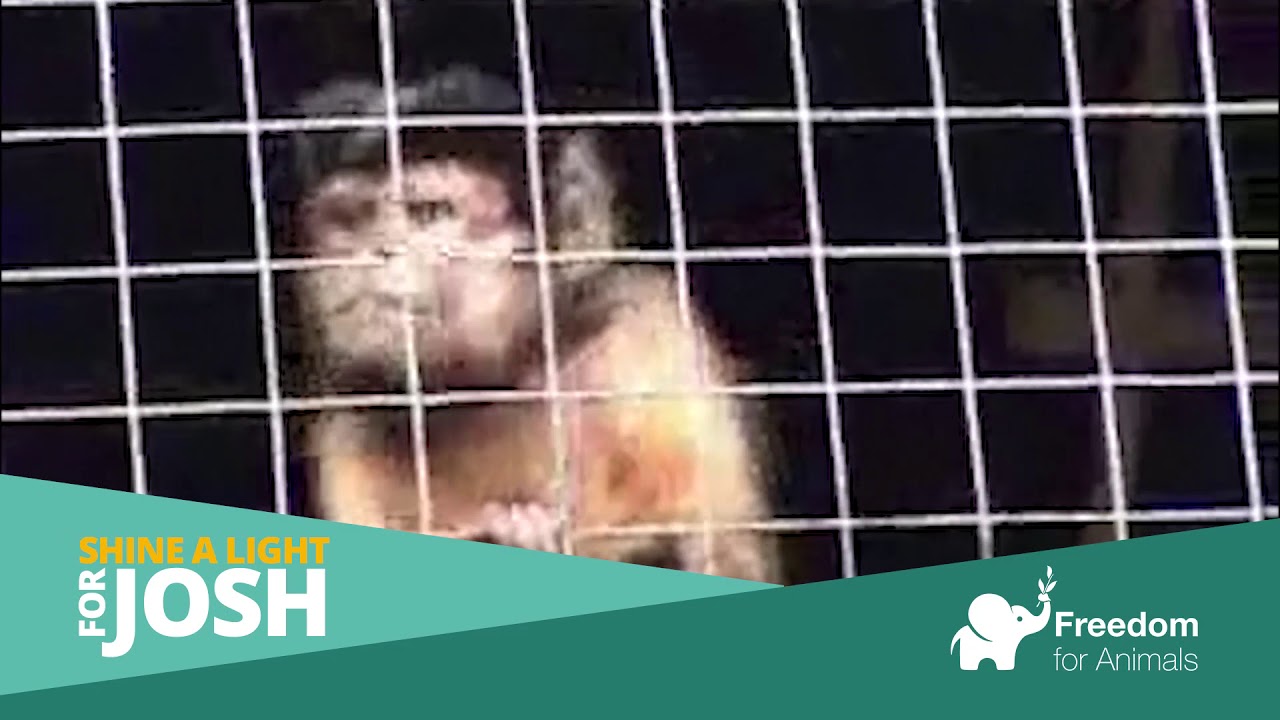 Shine a Light for Josh the monkey - YouTube