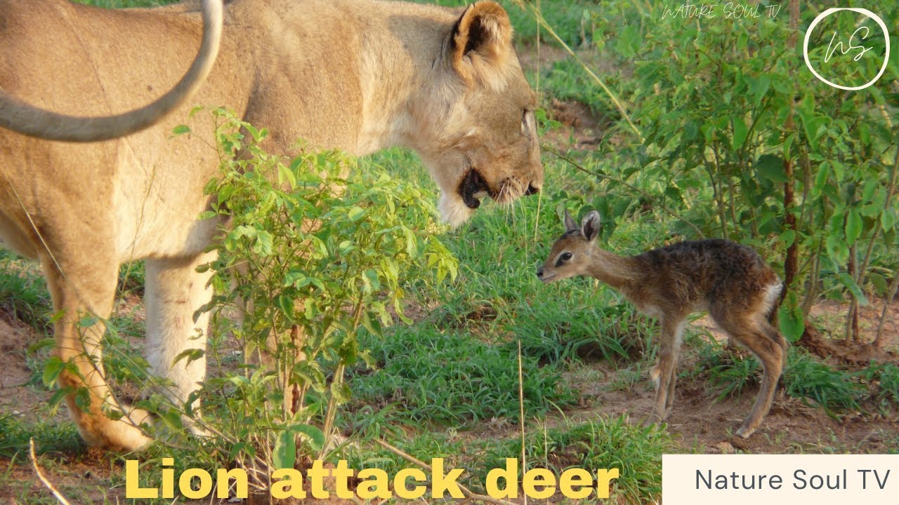 | Lion|| Lion vs deer|| wild animal || lion video|| lion attack deer ...