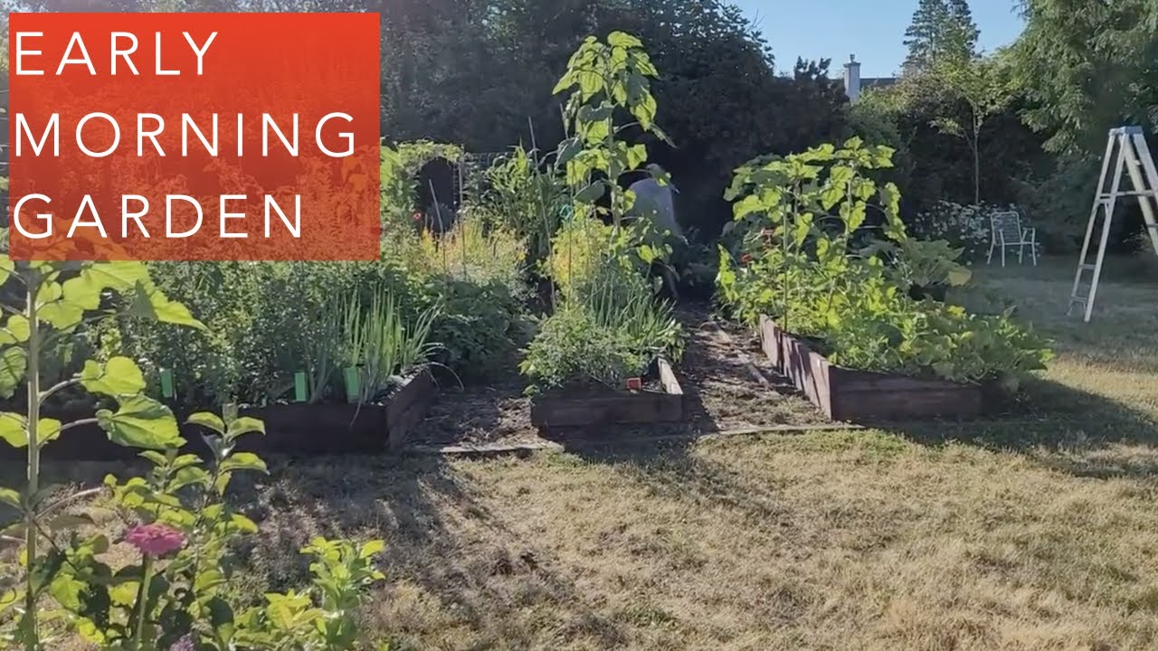 Early August Garden in Early Morning Light - YouTube