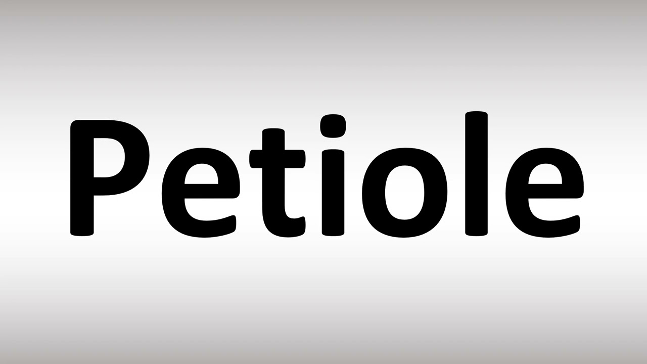 Petiole