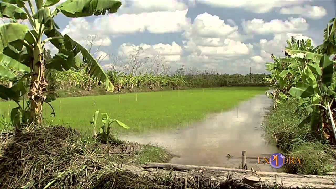 Rice Fields in the Mekong Delta | Explora Films EN - YouTube