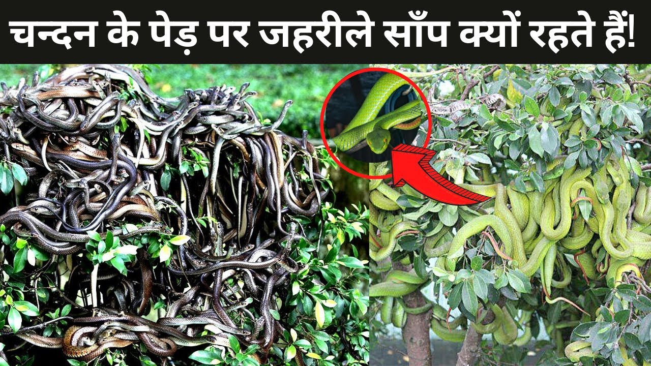 Chandan Ke Ped Pe Kyu Rehte hai Saap | Why Do Snakes Live On Sandalwood ...