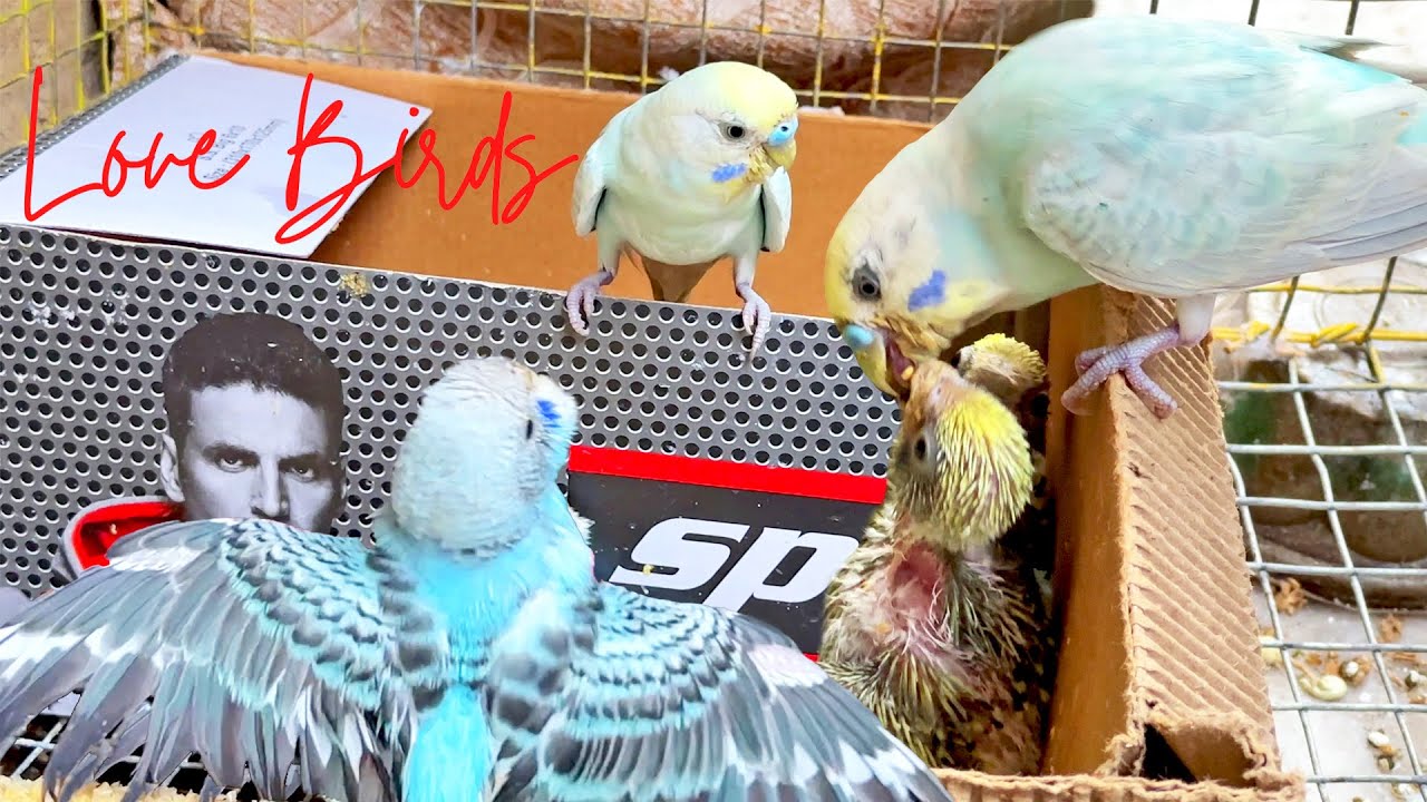Bebé AMOR pájaro llorando por comida Feeding | LOVE Birds Sesler ...