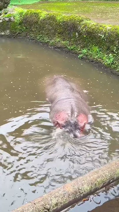 Part 1 EDISI JALAN JALAN KE TAMAN SAFARI INDONESIA CISARUA PUNCAK BOGOR #shortsvideo #shorts # ...